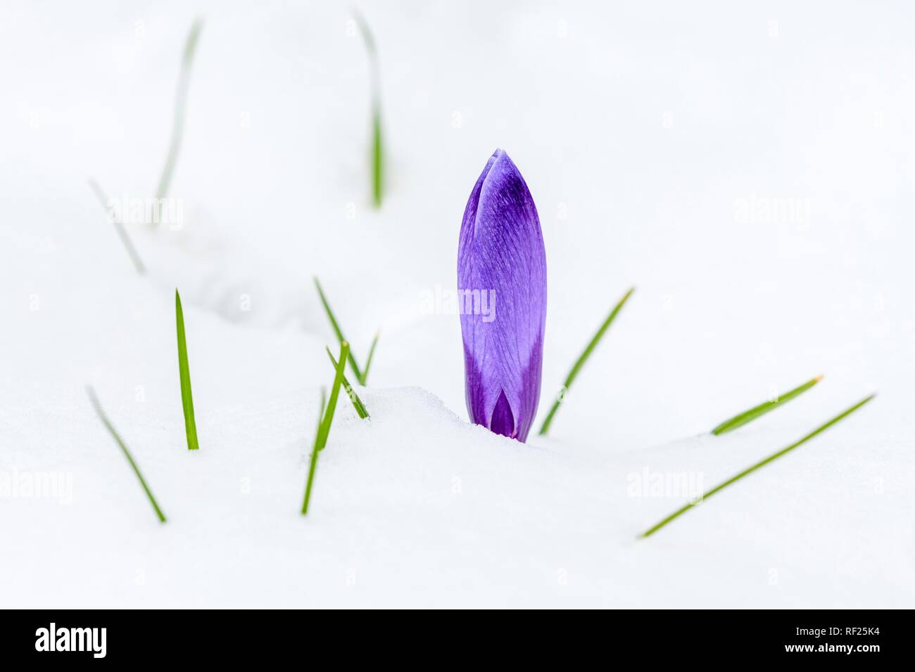 Purple crocus (Crocus vernus) in the snow, Germany Stock Photo - Alamy