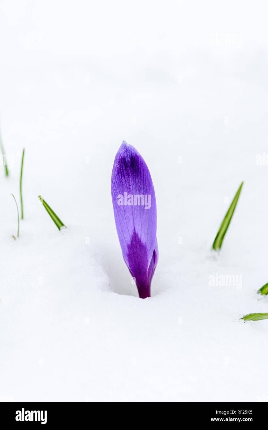 Purple crocus (Crocus vernus) in the snow, Germany Stock Photo - Alamy