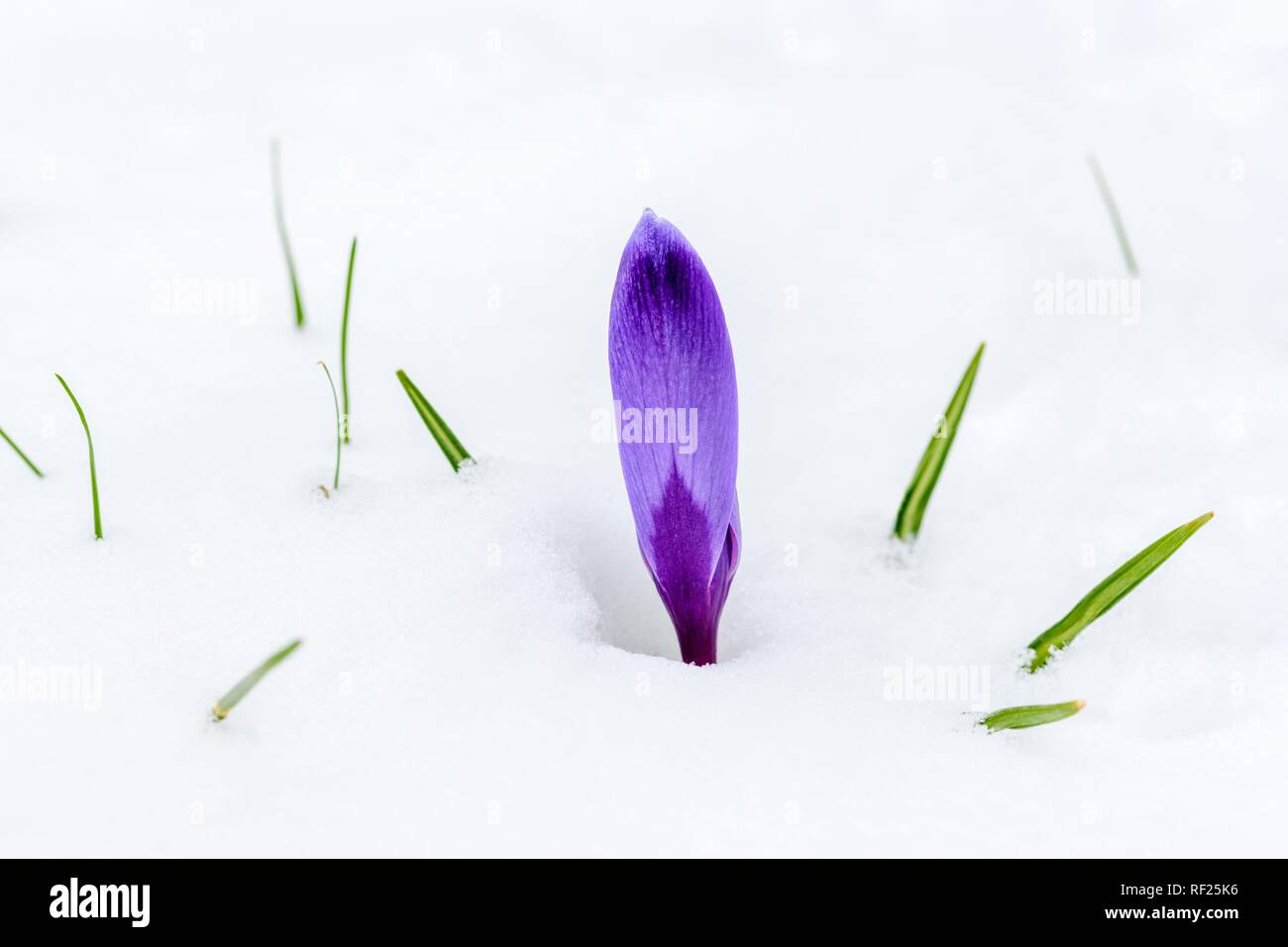 Purple crocus (Crocus vernus) in the snow, Germany Stock Photo - Alamy