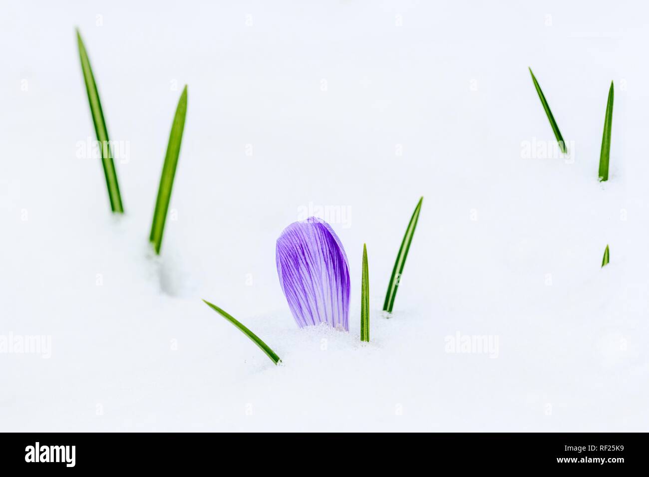 Purple crocus (Crocus vernus) in the snow, Germany Stock Photo - Alamy