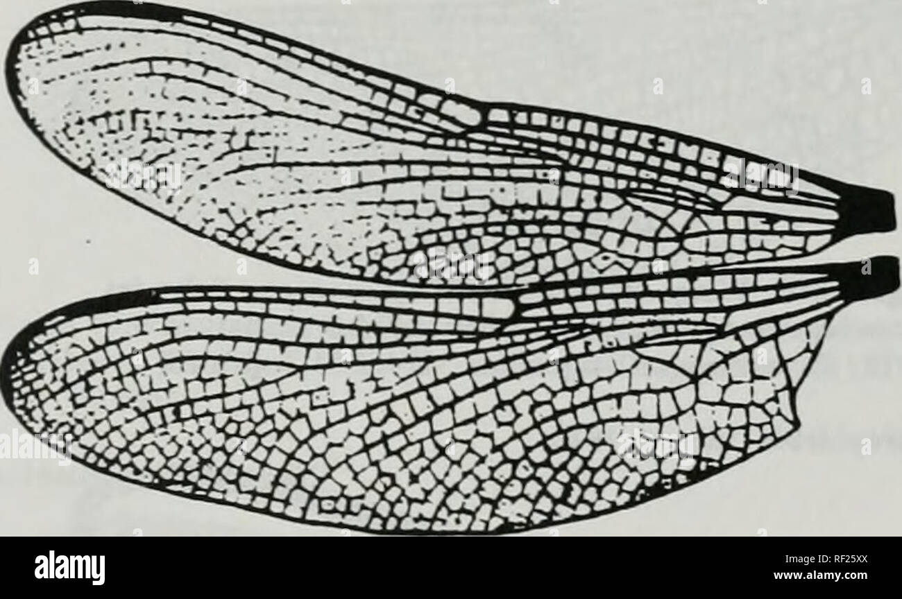 . Catalogue of the family-group, genus-group and species-group names of ...