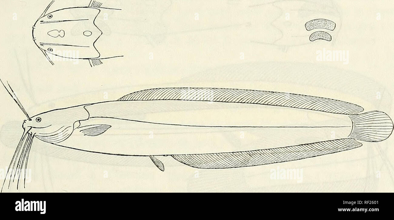 Maxillary barbel hi-res stock photography and images - Alamy