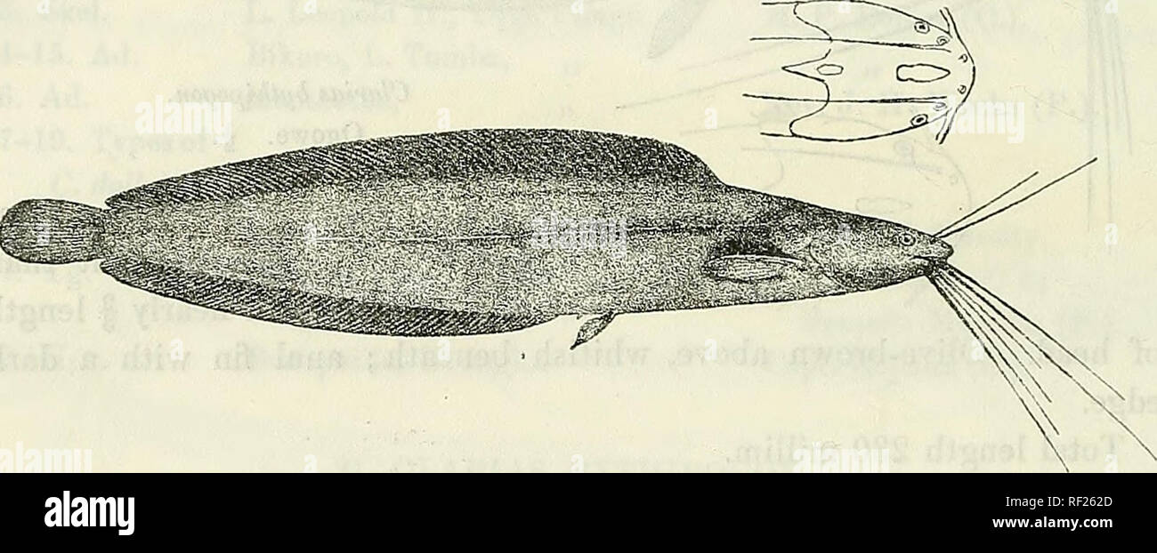 Maxillary barbel hi-res stock photography and images - Alamy