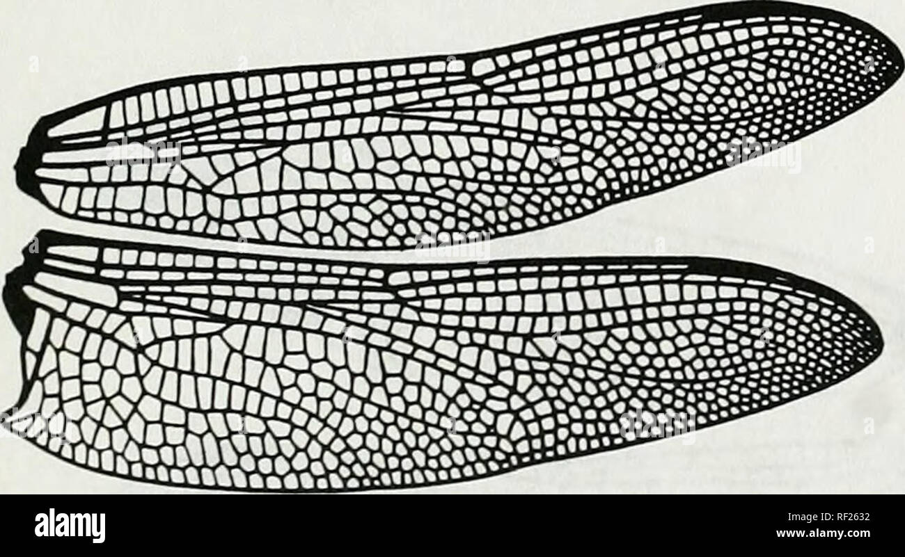 . Catalogue of the family-group, genus-group and species-group names of ...