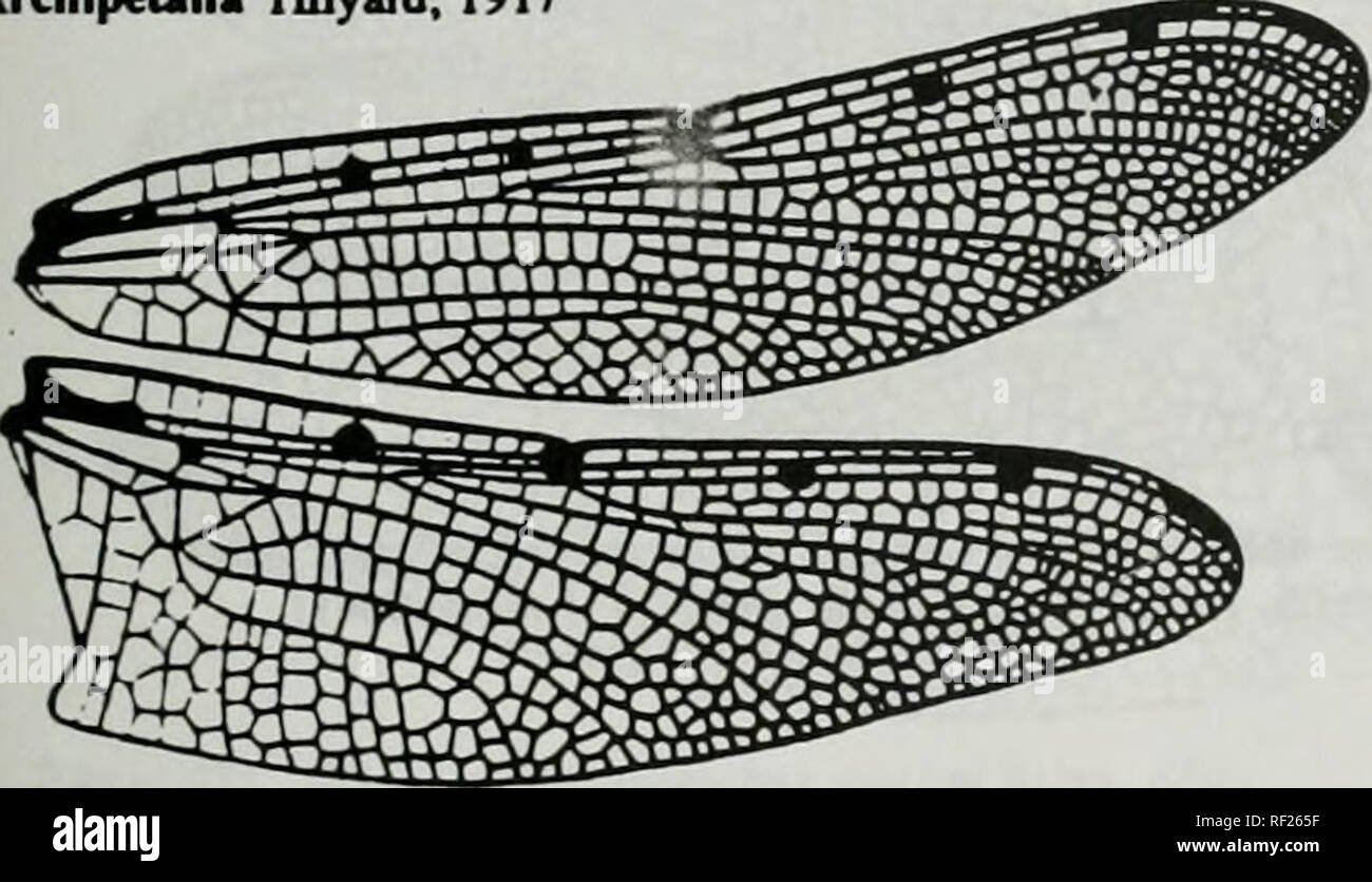 Austropetaliidae