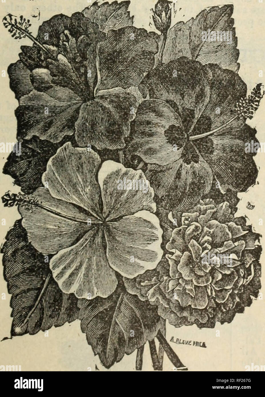 . Catalogue of fruit trees, evergreens, roses, etc. Nurseries ...