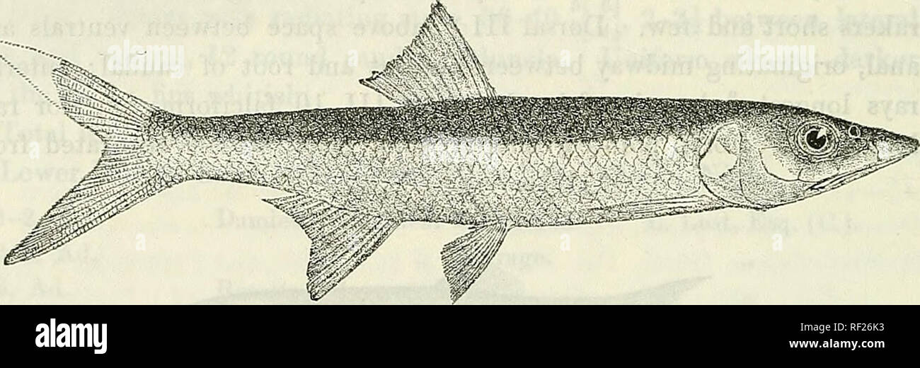 Barilius hi-res stock photography and images - Alamy