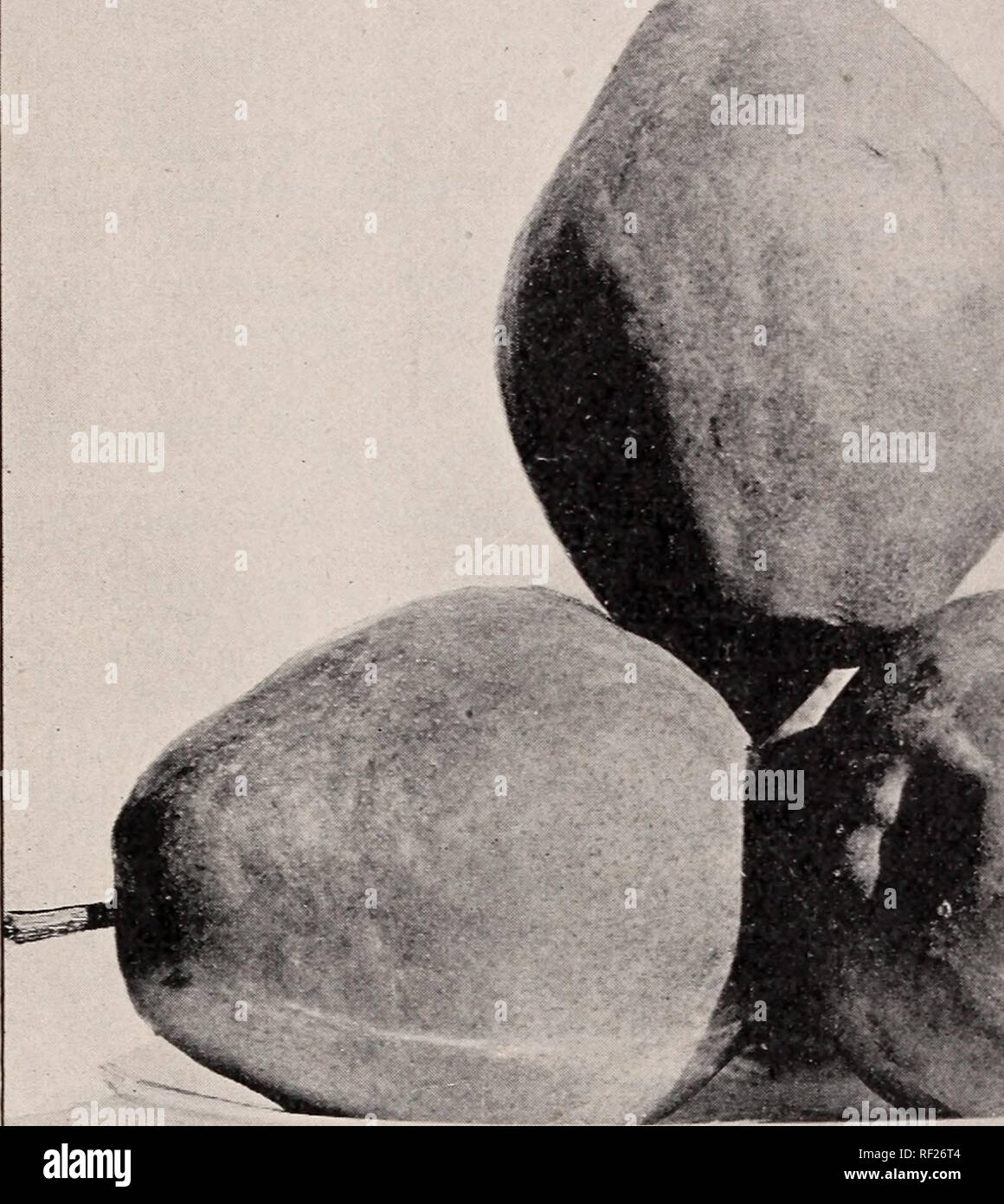 . Catalogue of fruit and ornamental trees, small fruits, roses, etc ...