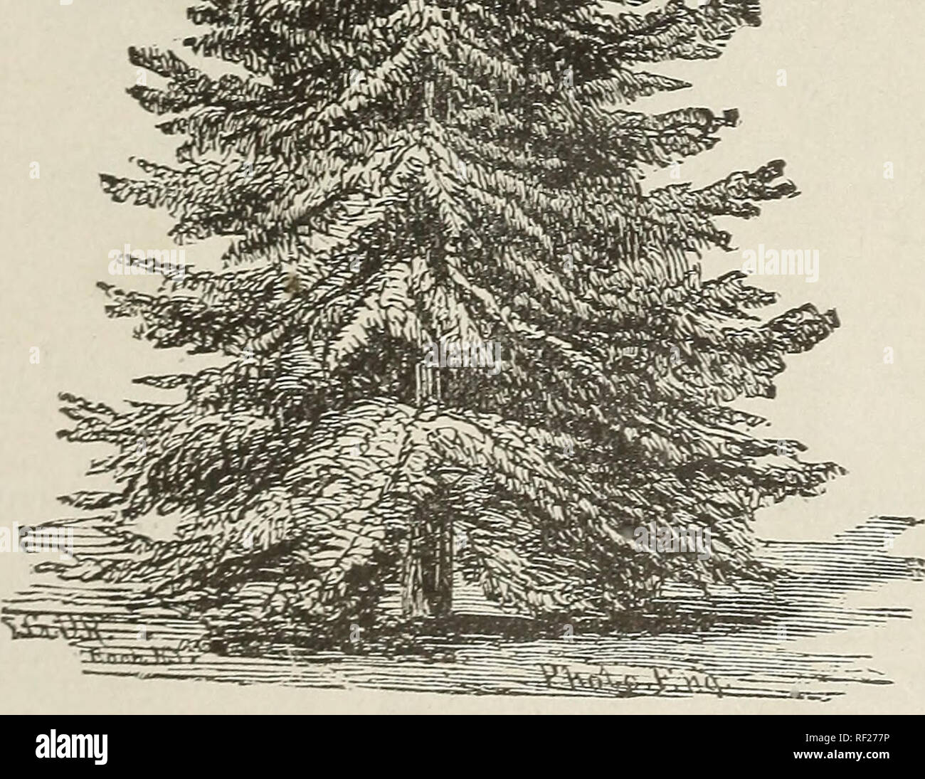 Foliage weeping yew tree hi-res stock photography and images - Alamy