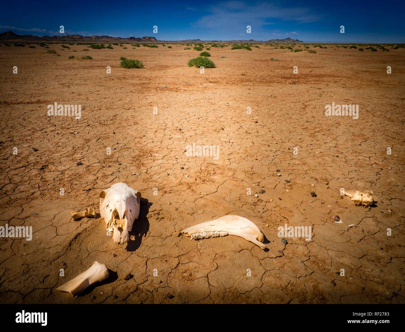 Carcass animal desert hi-res stock photography and images - Alamy