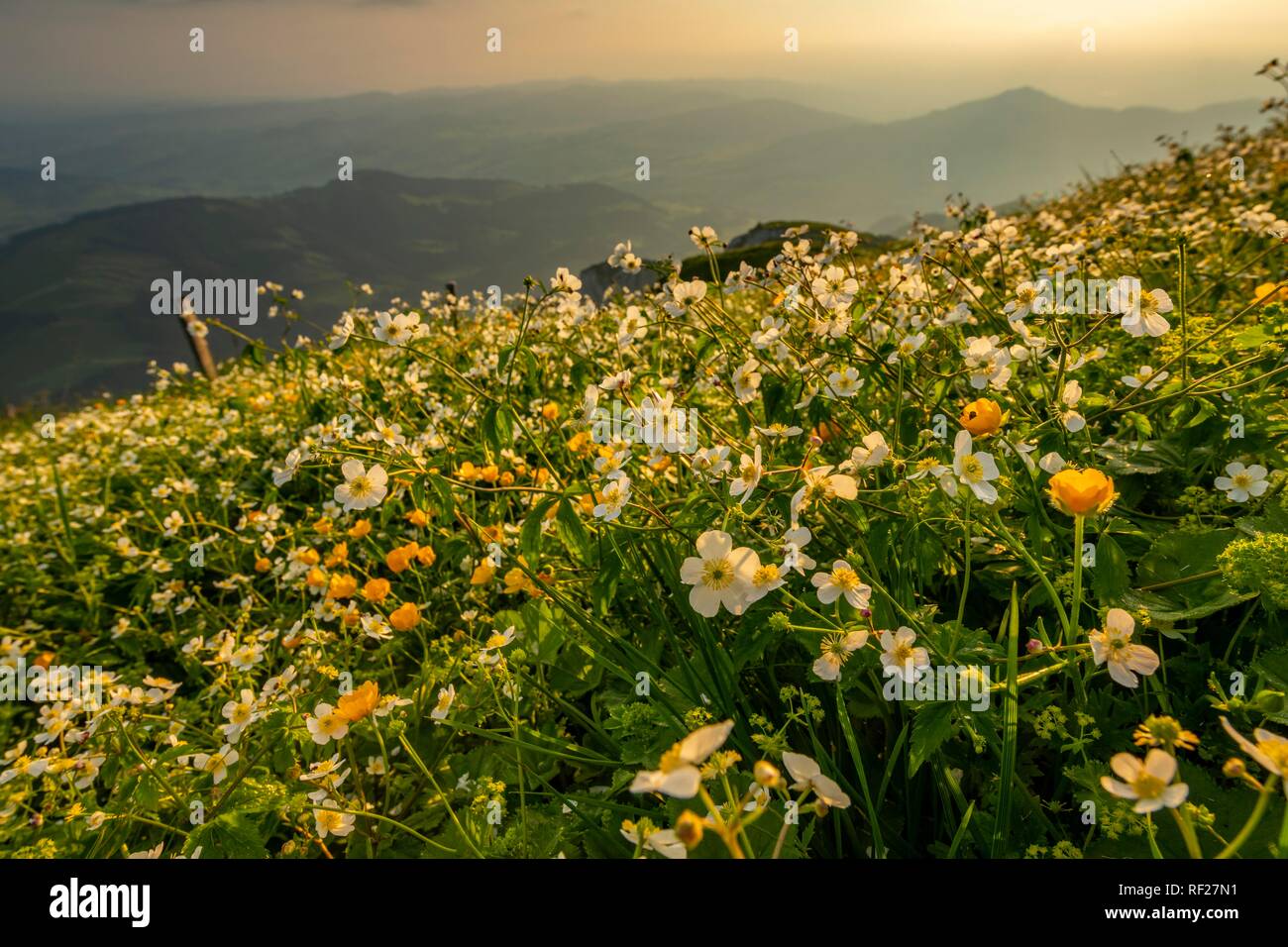Summer mountain meadow, with Appenzeller Land in the background at ...
