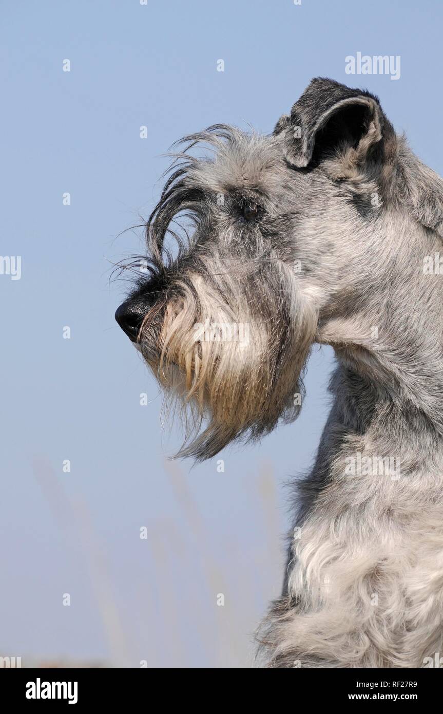 Salt and pepper schnauzer hi-res stock photography and images - Alamy