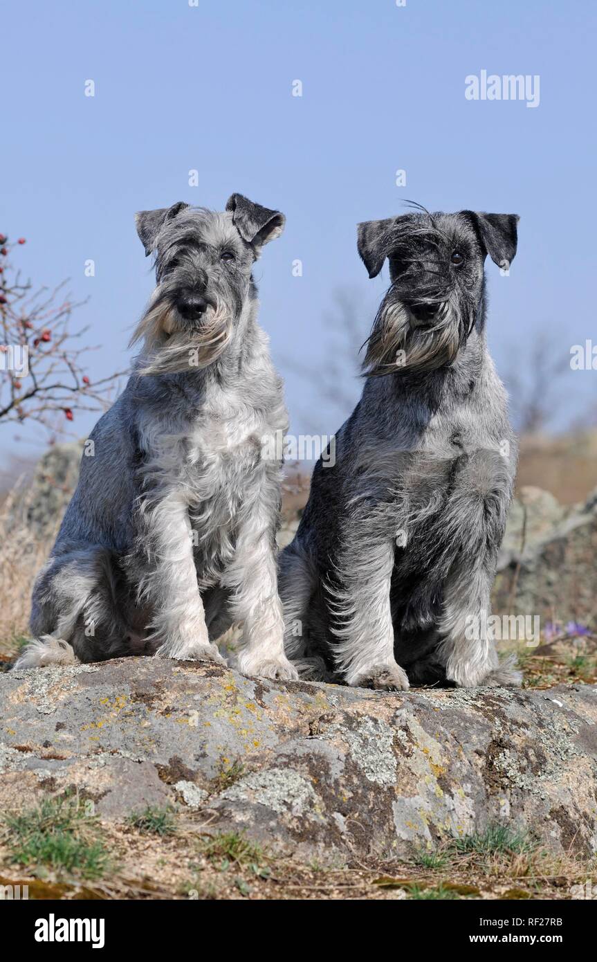 Salt and pepper schnauzer hi-res stock photography and images - Alamy