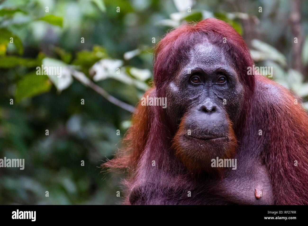 Pongo pygmaeus endangered orangutan hi-res stock photography and images ...