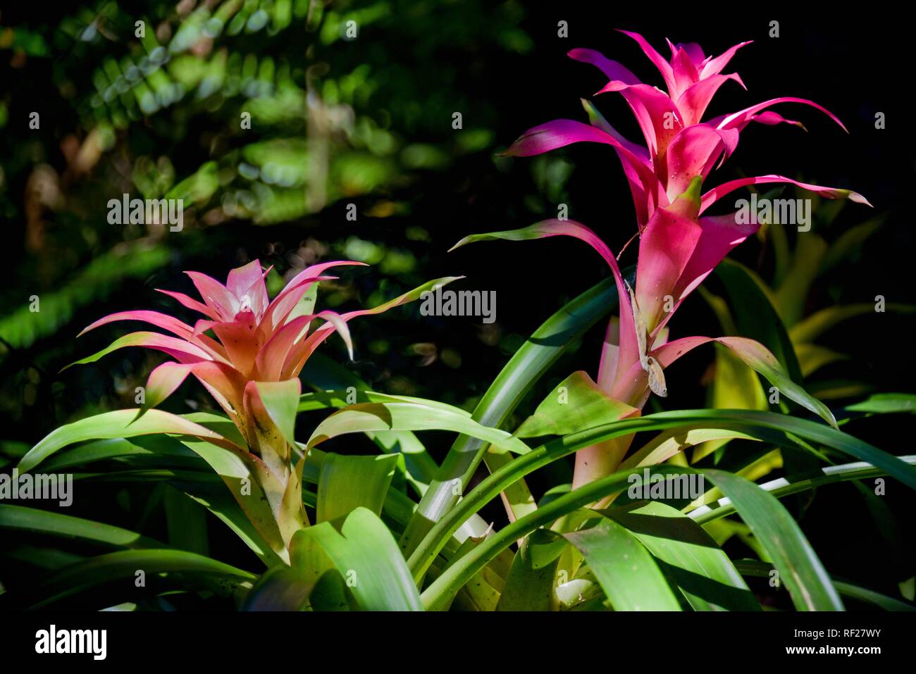 Bromelia hi-res stock photography and images - Alamy