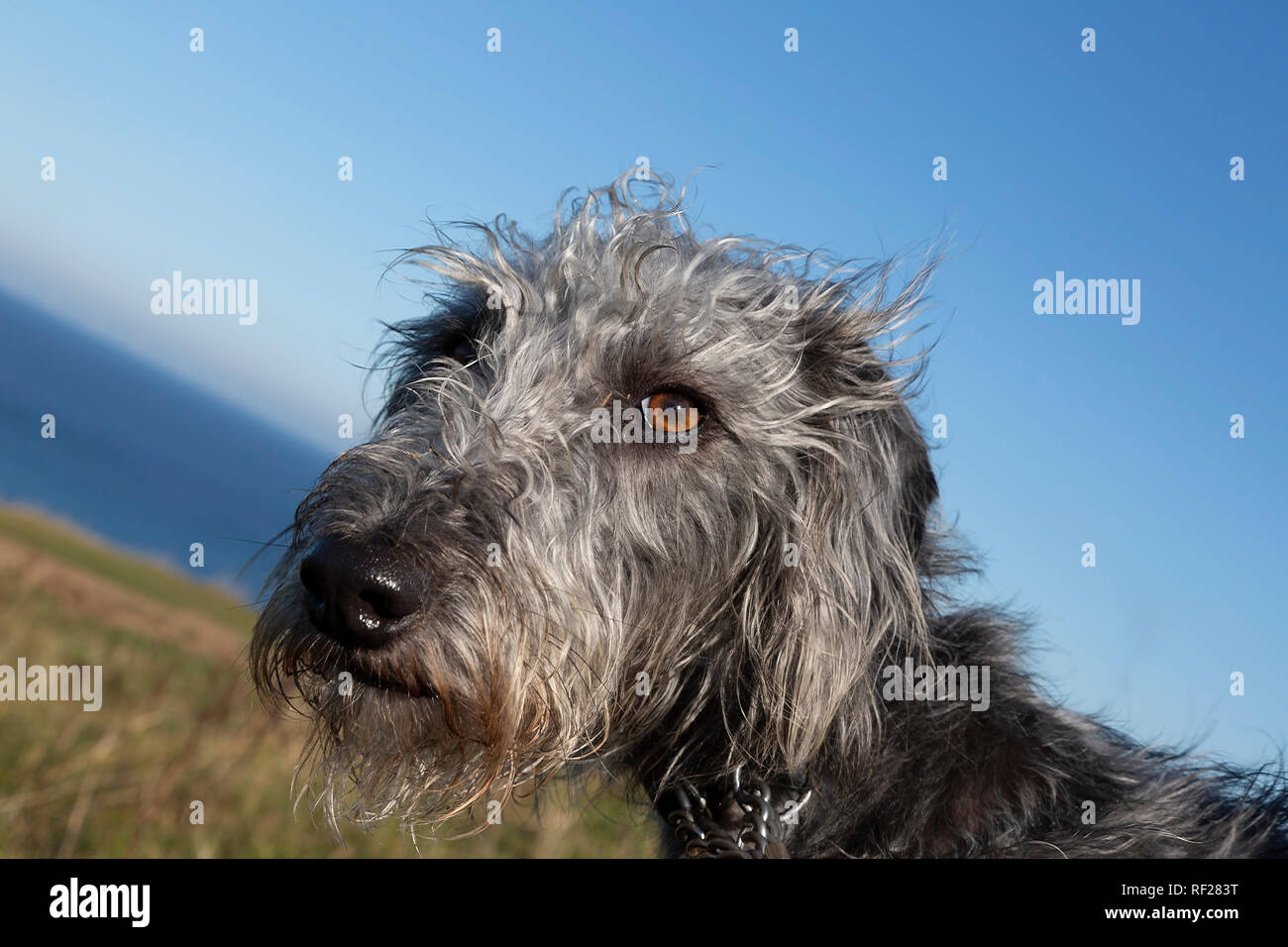 Ed the Dog Stock Photo - Alamy