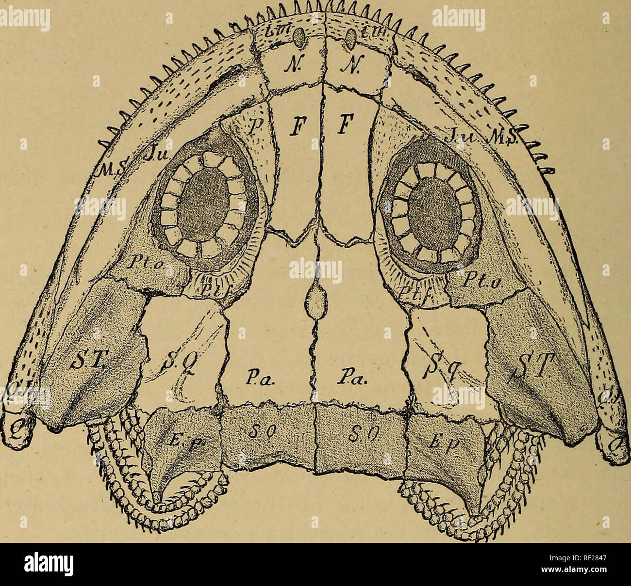 . Catalogue of the fossil Reptilia and Amphibia in the British Museum ...