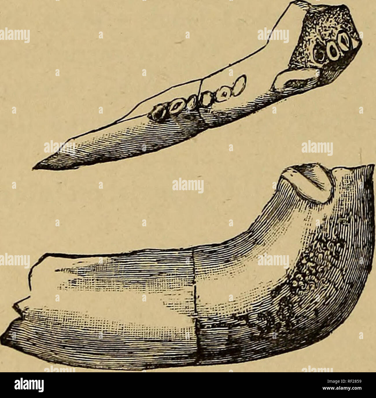 . Catalogue of the fossil Reptilia and Amphibia in the British Museum ...