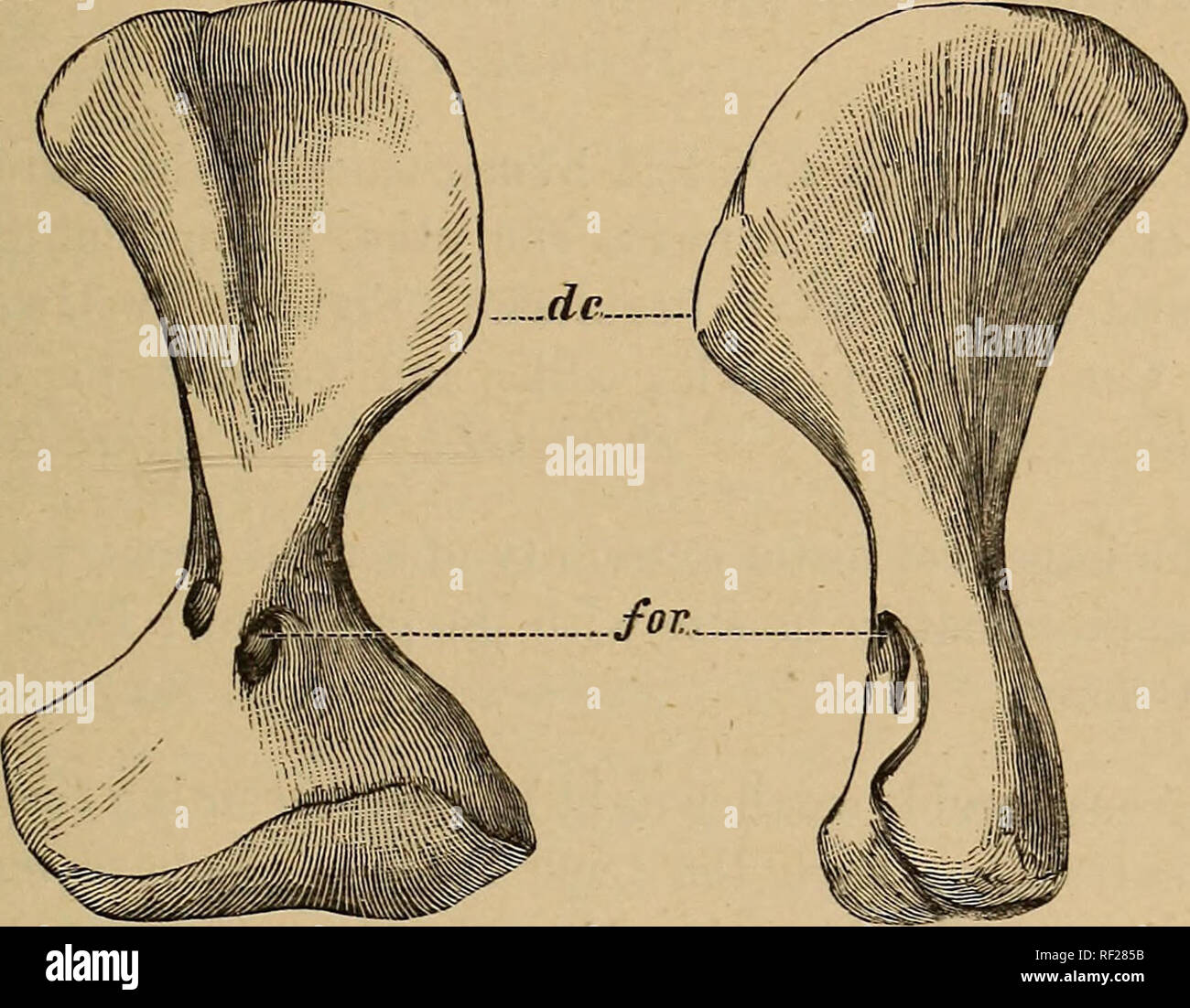 . Catalogue of the fossil Reptilia and Amphibia in the British Museum ...