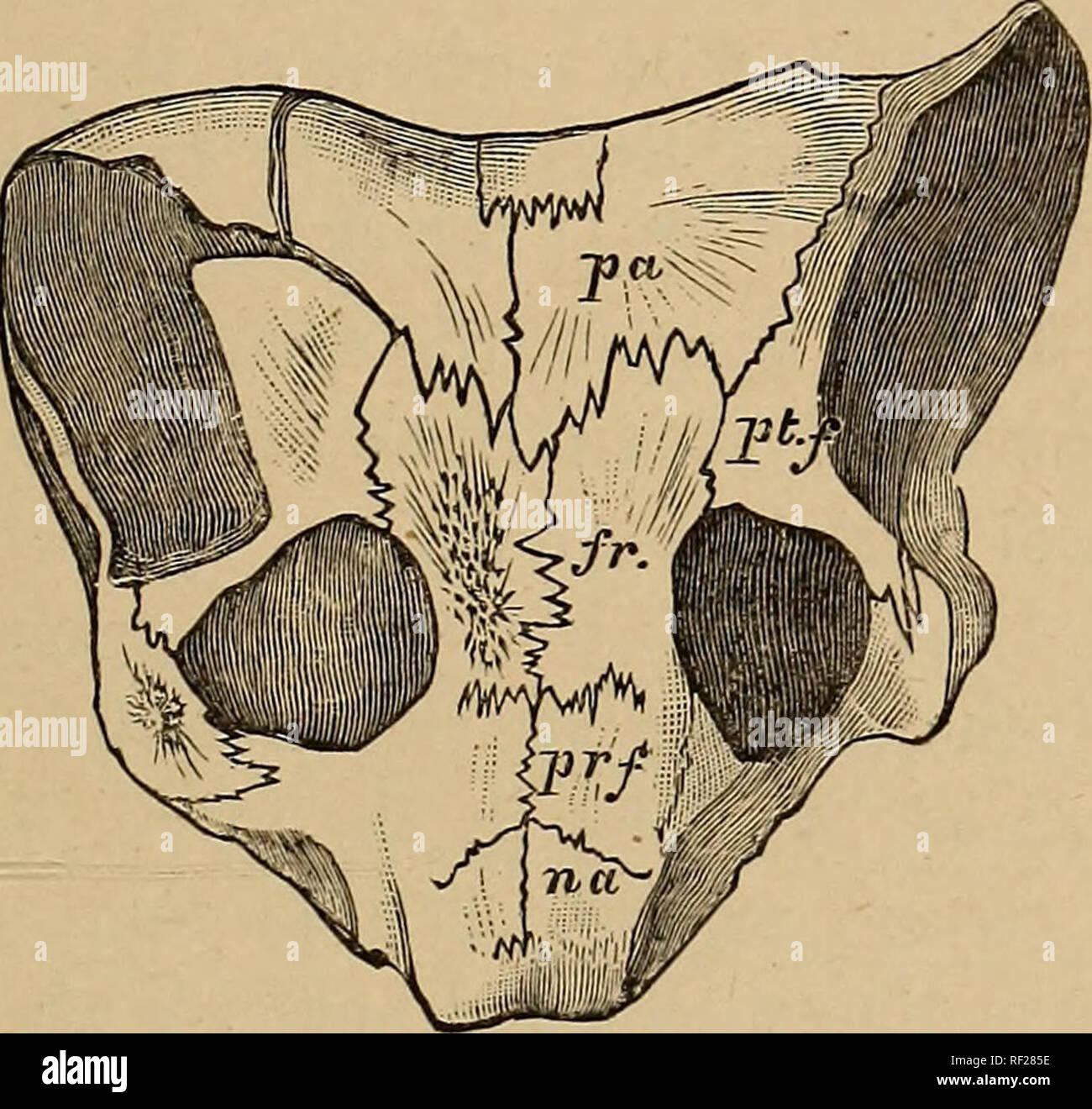 Tusk like teeth hi-res stock photography and images - Alamy