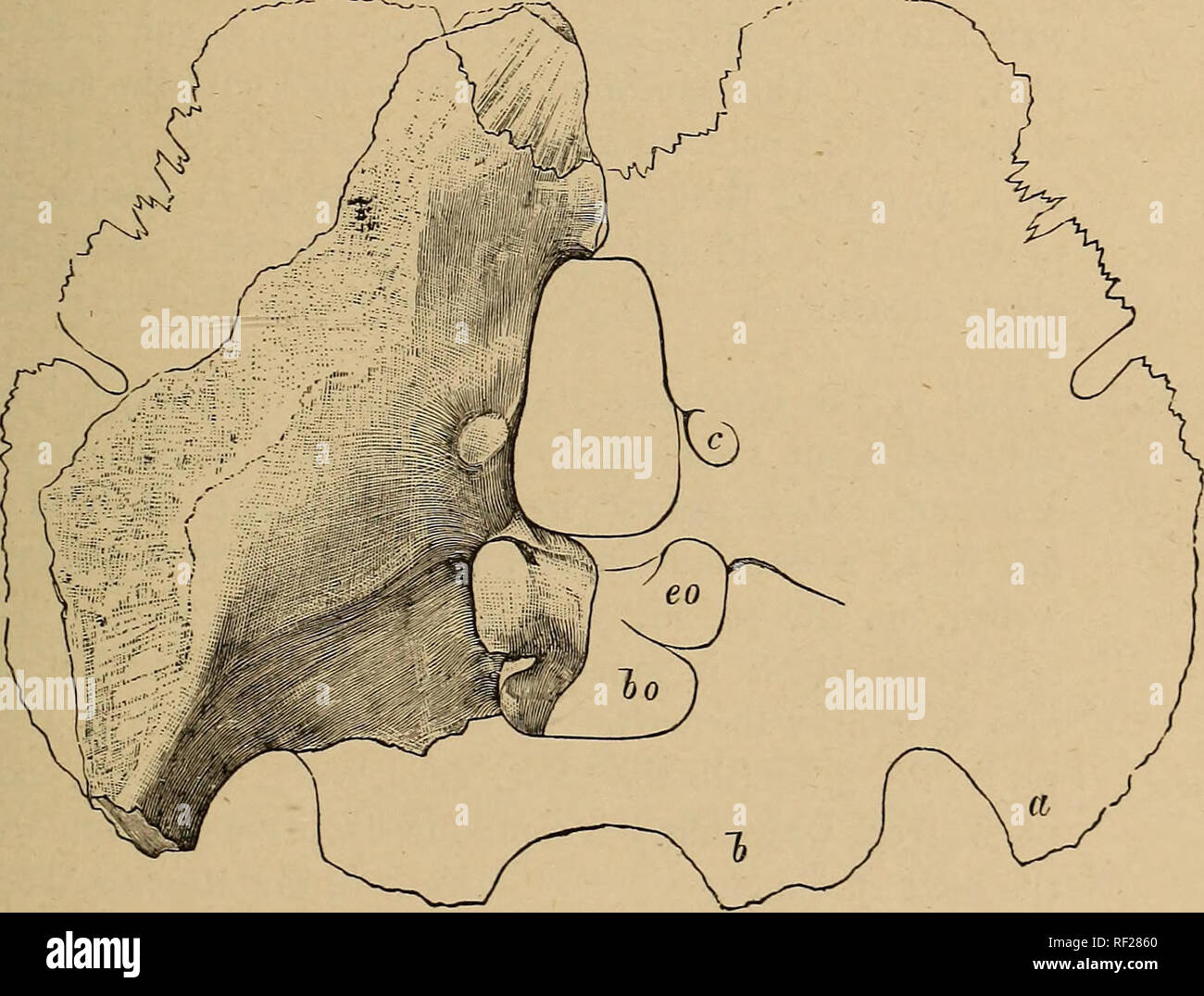 . Catalogue of the fossil Reptilia and Amphibia in the British Museum ...