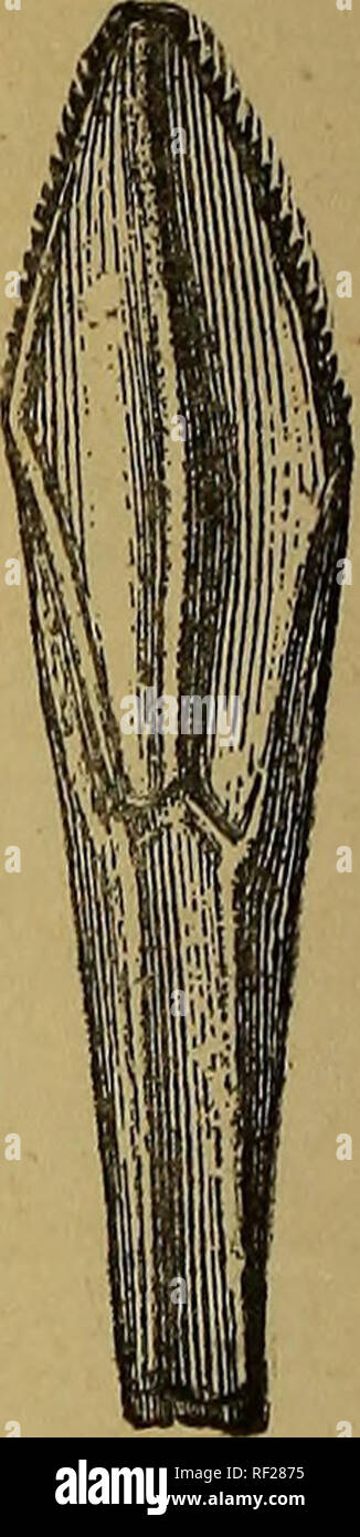 . Catalogue of the fossil Reptilia and Amphibia in the British Museum ...