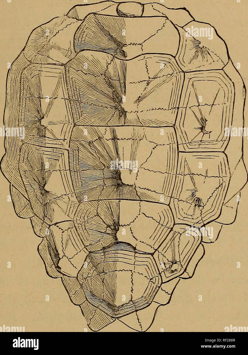. Catalogue of the fossil Reptilia and Amphibia in the British Museum ...