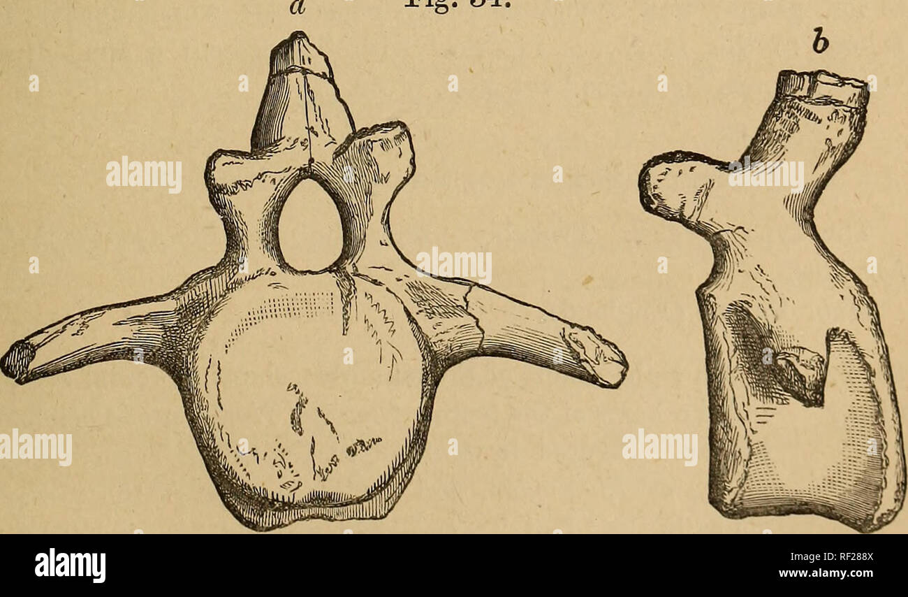 . Catalogue of the fossil Reptilia and Amphibia in the British Museum ...