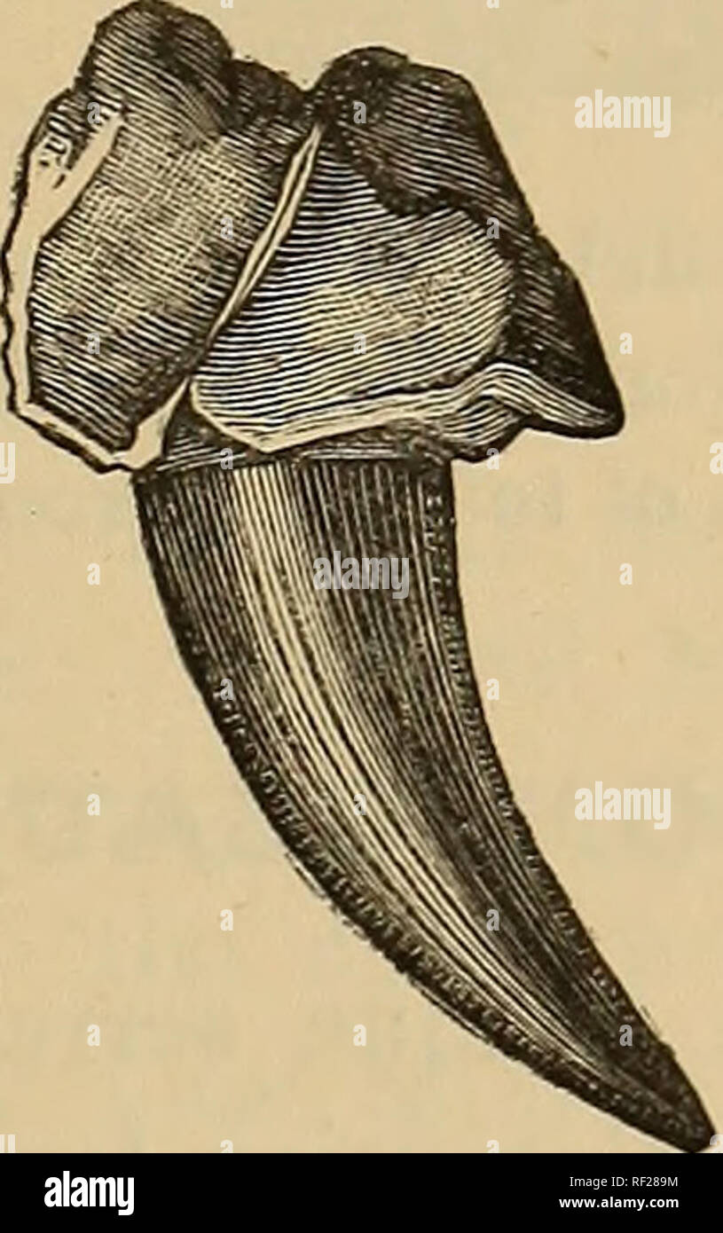 Zanclodon hi-res stock photography and images - Alamy