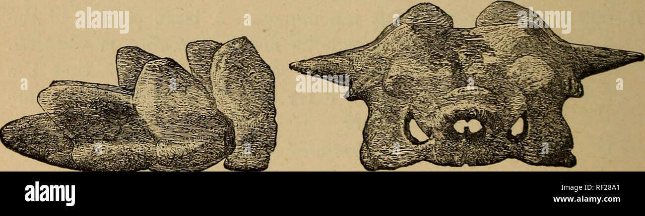 . Catalogue of the fossil Reptilia and Amphibia in the British Museum ...