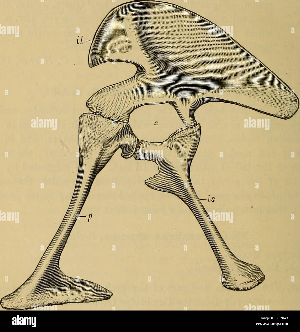 . Catalogue of the fossil Reptilia and Amphibia in the British Museum ...