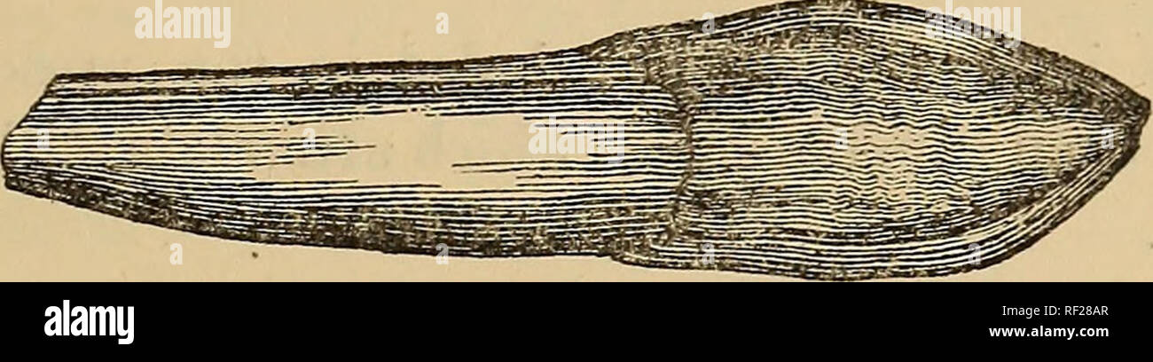 Morosaurus hi-res stock photography and images - Alamy