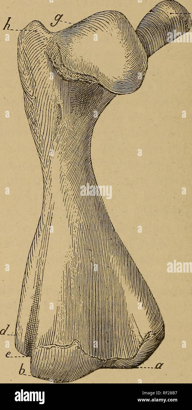 . Catalogue of the fossil Reptilia and Amphibia in the British Museum ...
