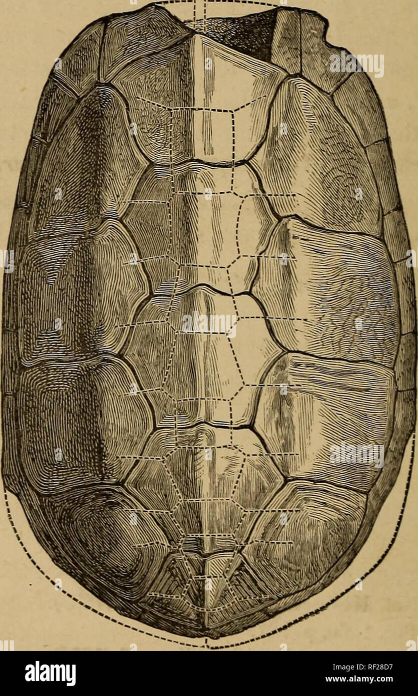 . Catalogue of the fossil Reptilia and Amphibia in the British Museum ...