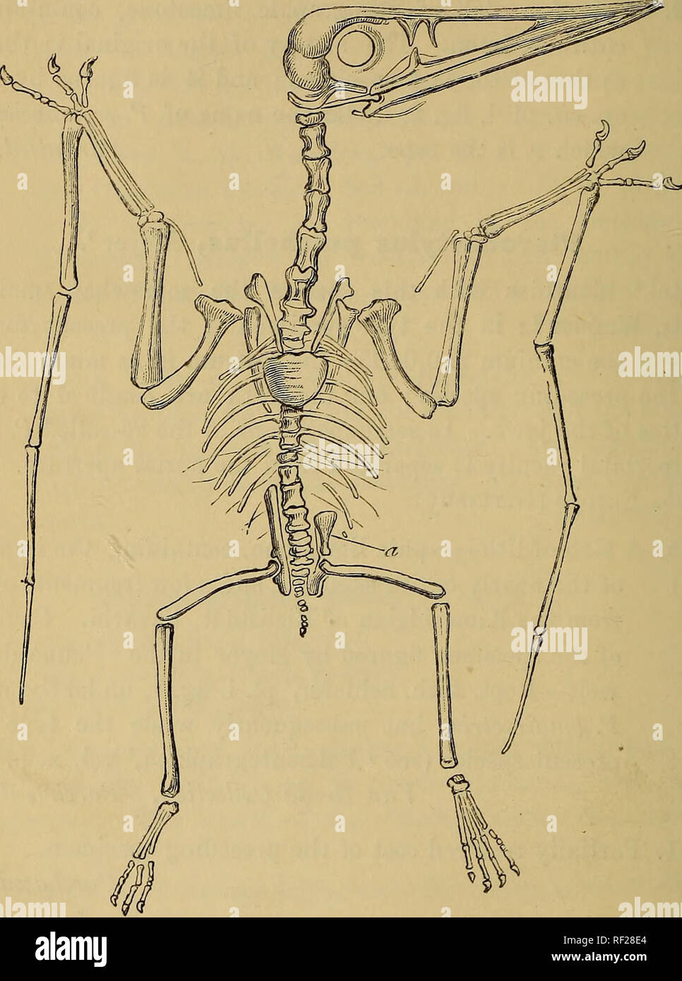 . Catalogue of the fossil Reptilia and Amphibia in the British Museum ...