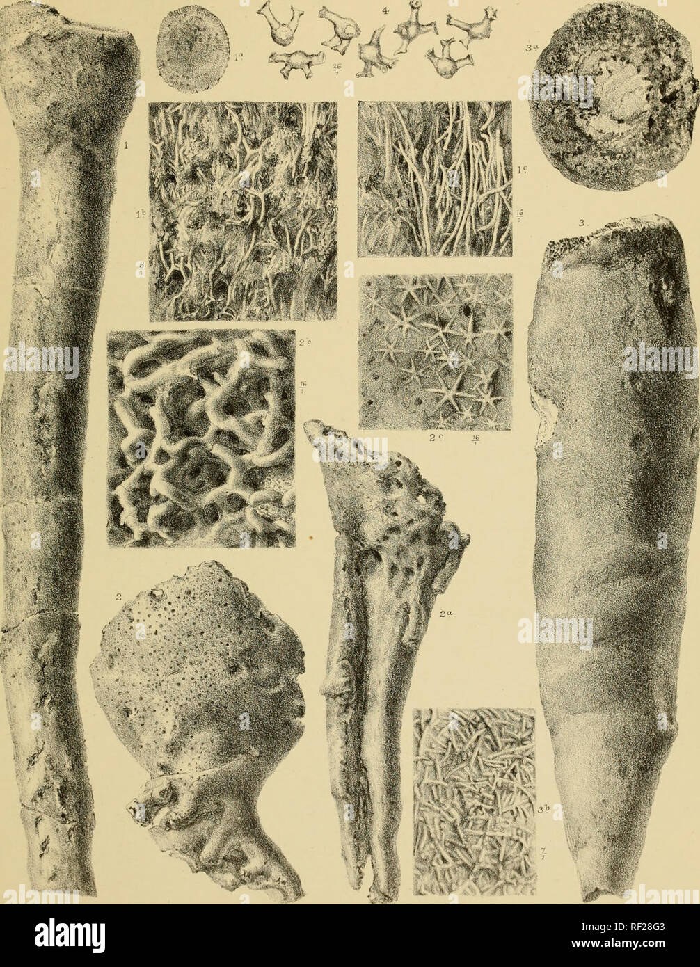 . Catalogue of the fossil sponges in the Geological Department of the ...