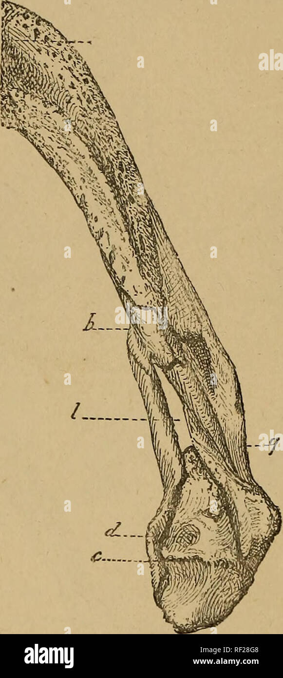 . Catalogue of the fossil Reptilia and Amphibia in the British Museum ...