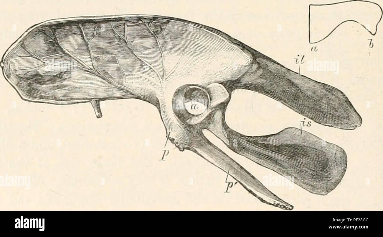 Anomalopteryx hi-res stock photography and images - Alamy