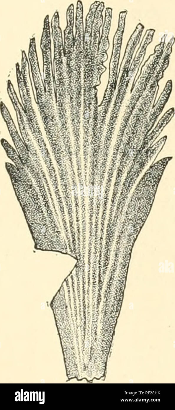 Glossopteris hi-res stock photography and images - Alamy
