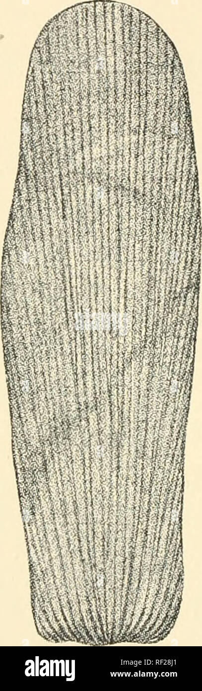 . Catalogue of the fossil plants of the Glossopteris flora in the ...