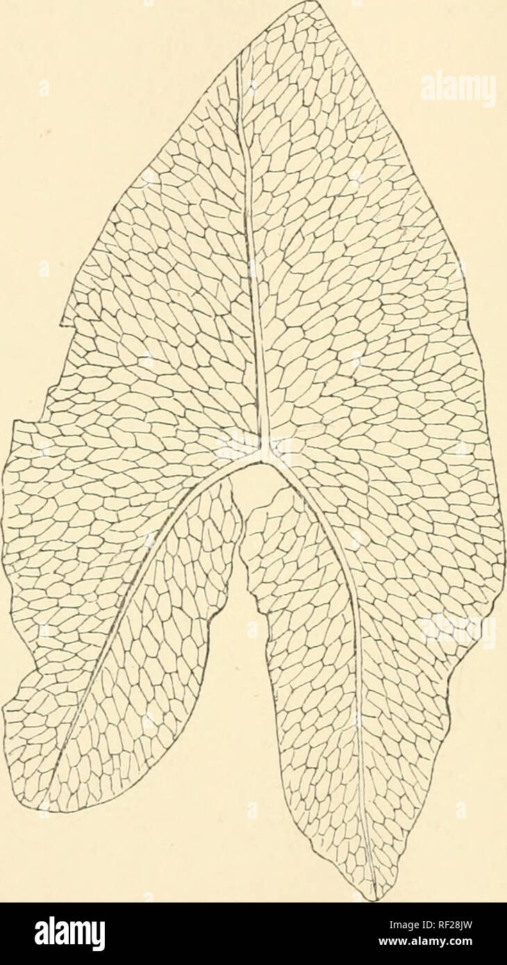 Glossopteris flora hi-res stock photography and images - Alamy