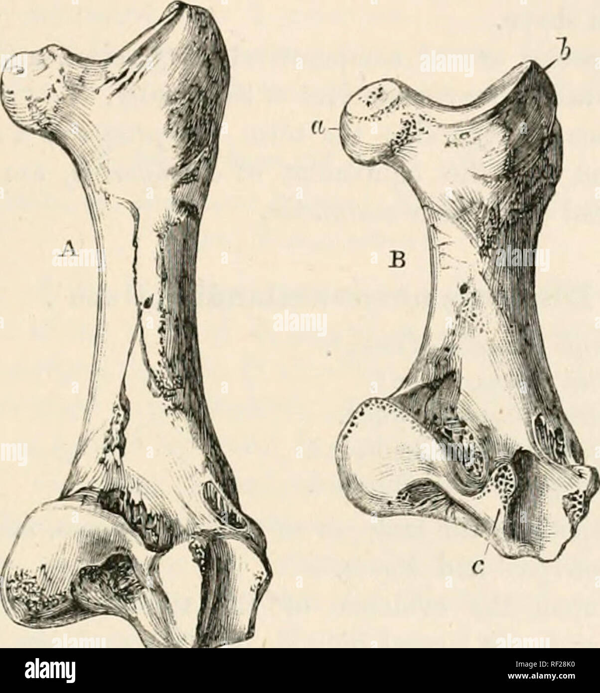 . Catalogue of the fossil birds in the British Museum (Natural History ...