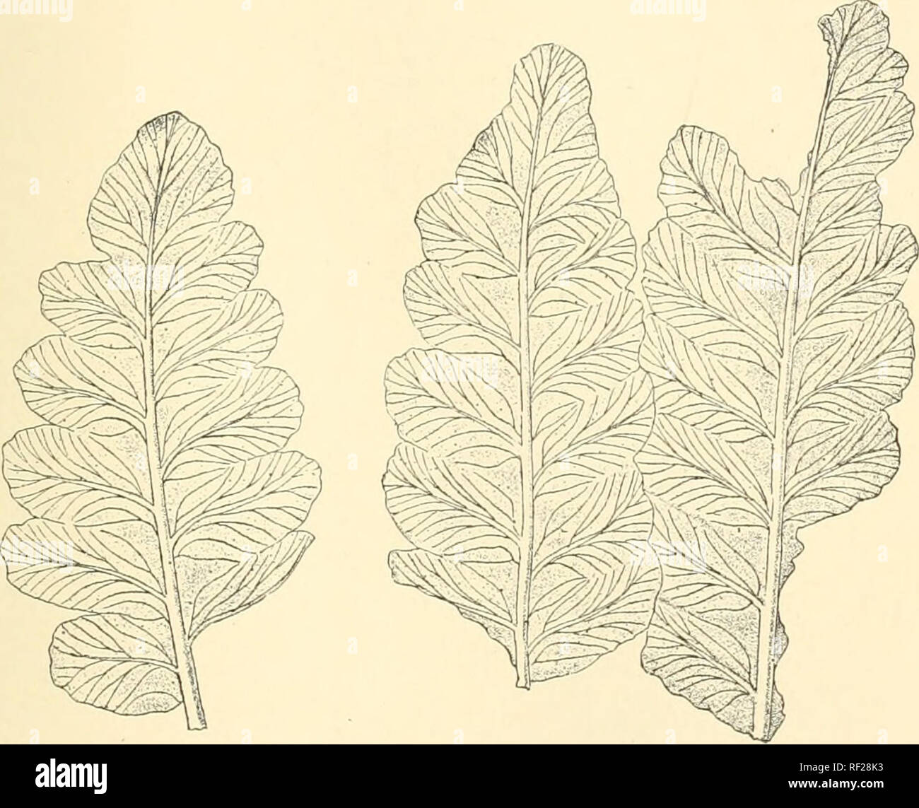 . Catalogue of the fossil plants of the Glossopteris flora in the ...
