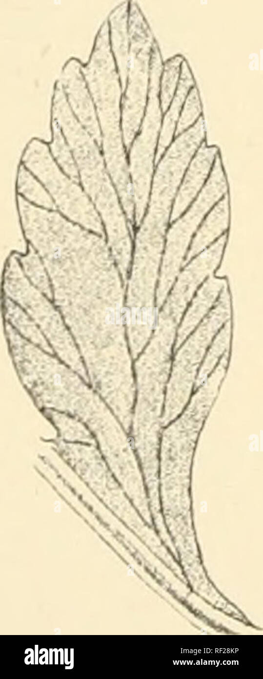 Glossopteris hi-res stock photography and images - Alamy