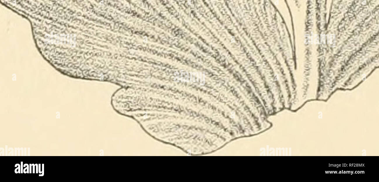 glossopteris drawing