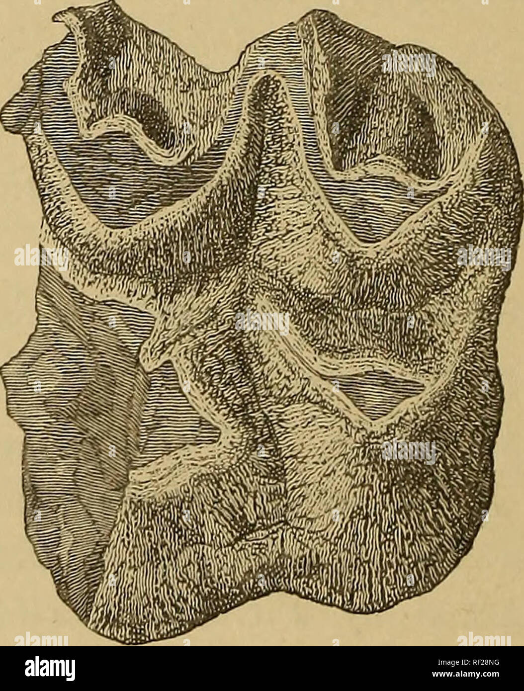 . Catalogue of the fossil Mammalia in the British museum, (Natural ...