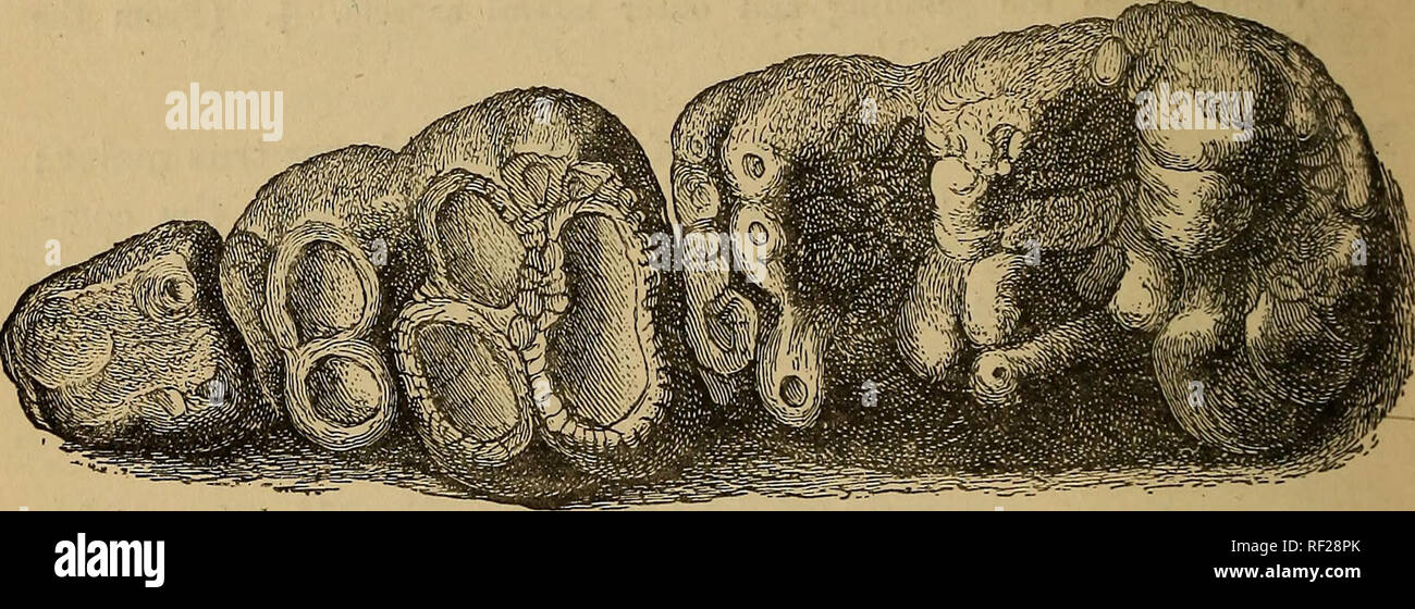 . Catalogue of the fossil Mammalia in the British museum, (Natural ...