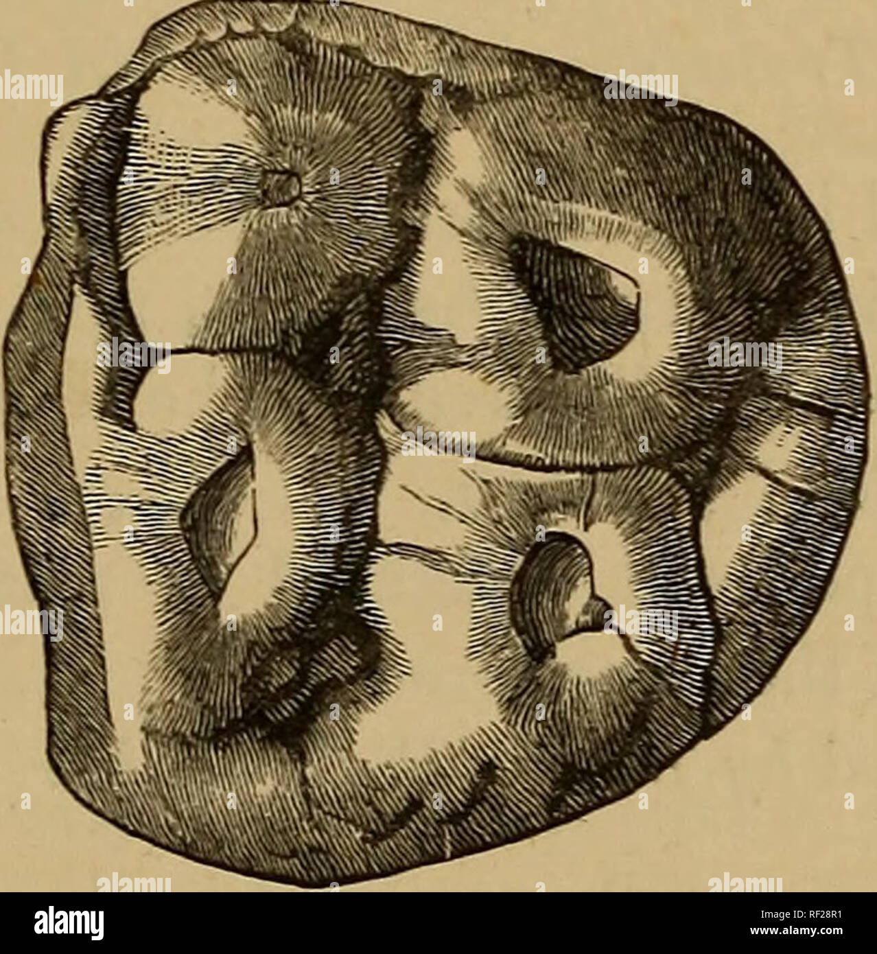 . Catalogue of the fossil Mammalia in the British museum, (Natural ...