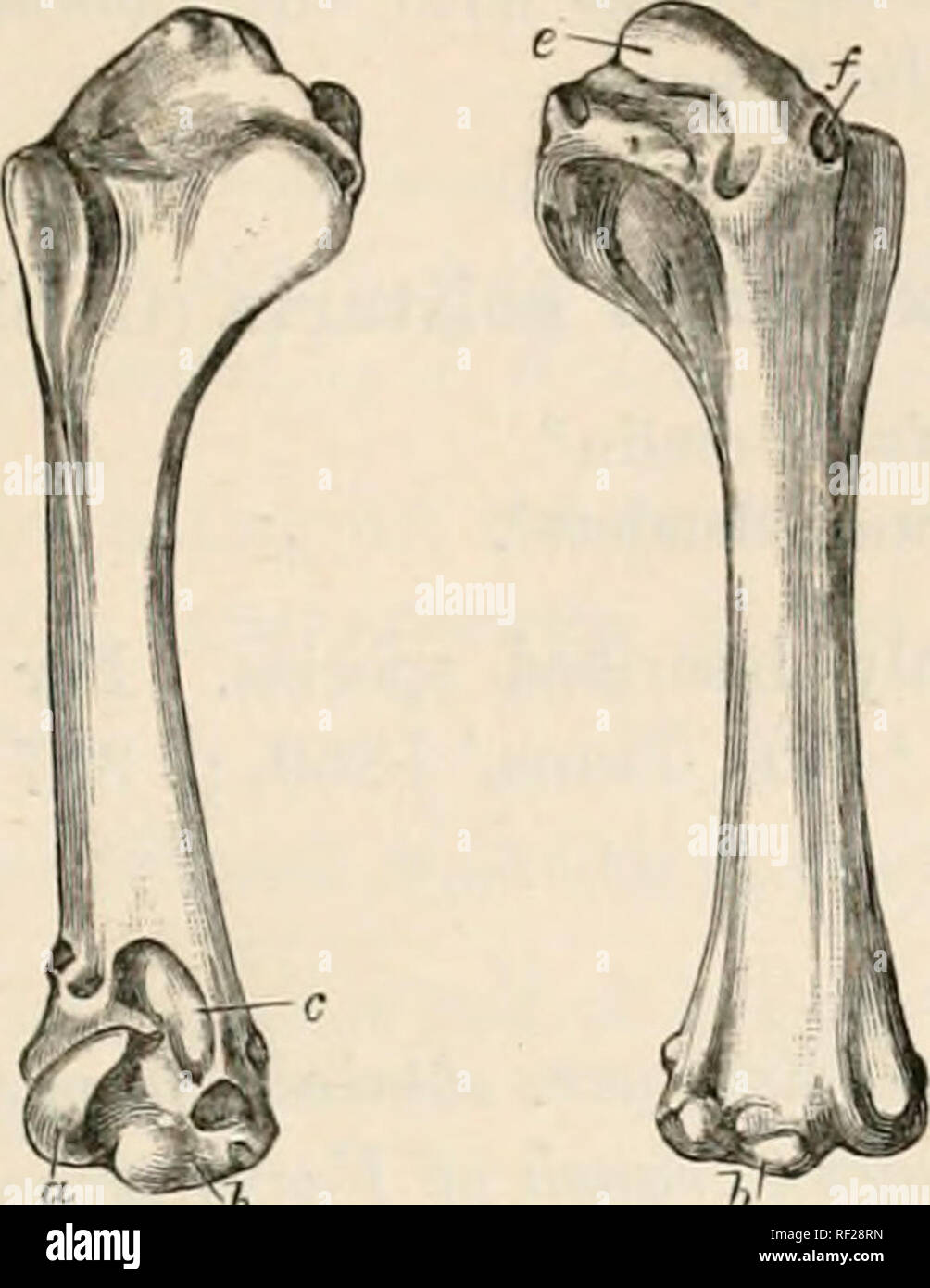 . Catalogue of the fossil birds in the British Museum (Natural History ...