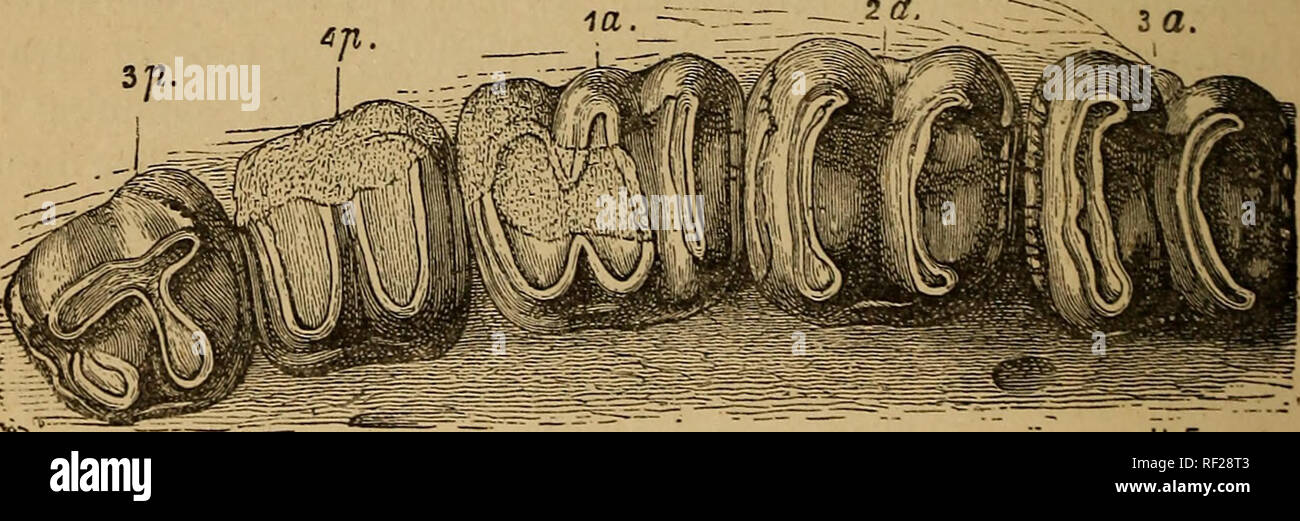 . Catalogue of the fossil Mammalia in the British museum, (Natural ...